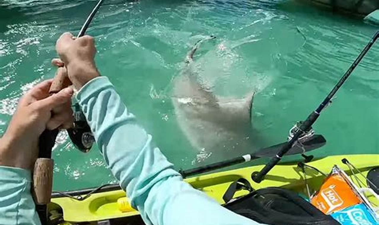 Kayak Fishing Shark Encounter