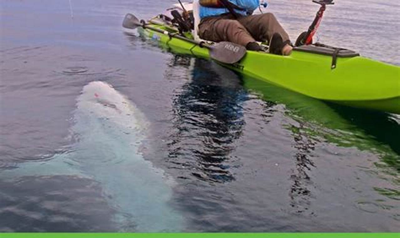 Top Kayak Shark Fishing Tips & Tricks